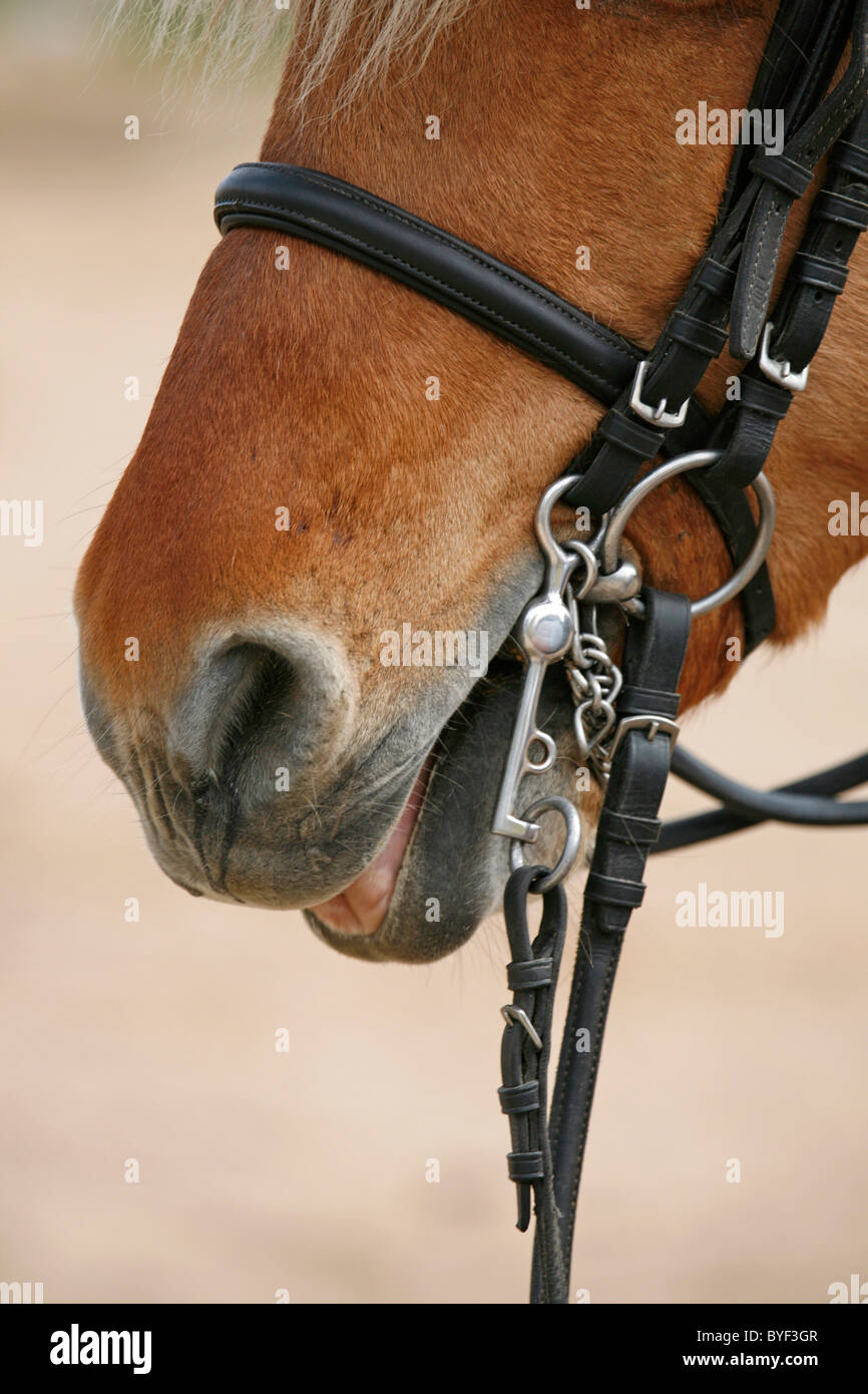 Kandare pferd -Fotos und -Bildmaterial in hoher Auflösung – Alamy