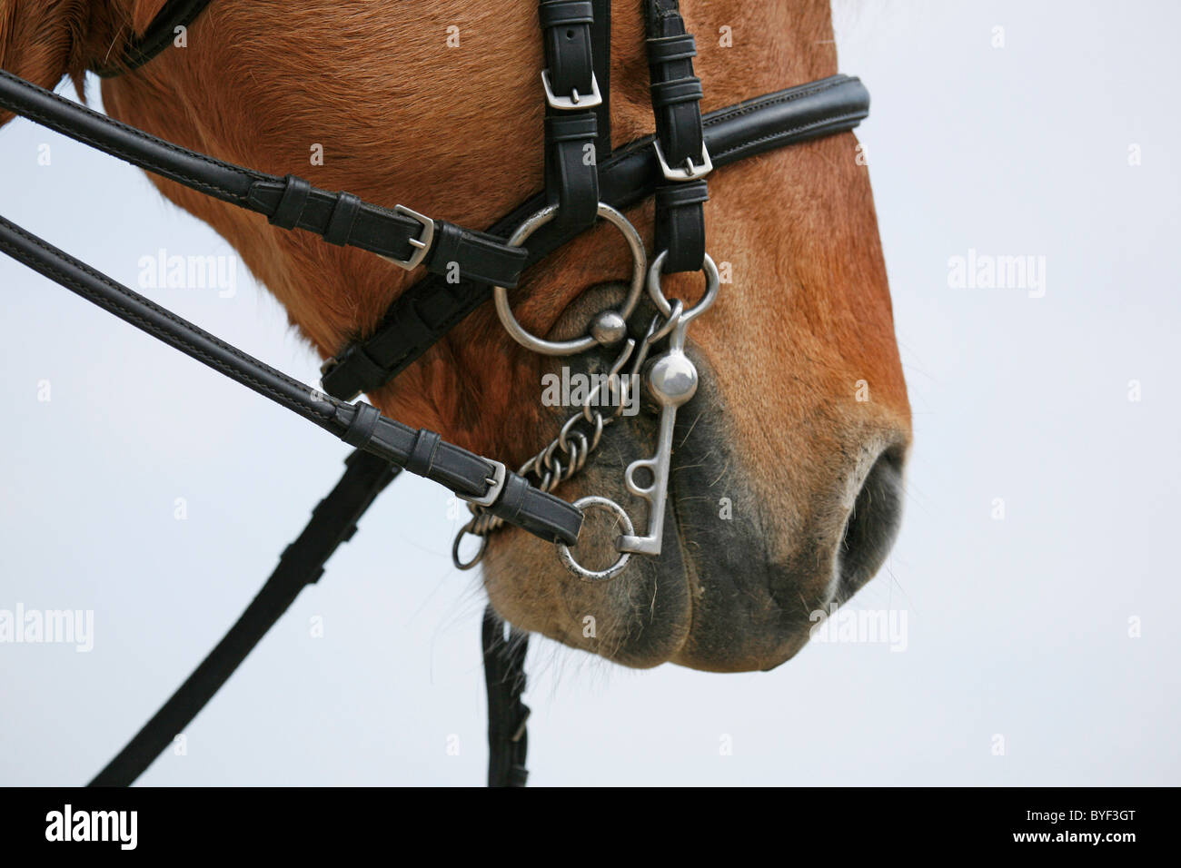 Kandare pferd -Fotos und -Bildmaterial in hoher Auflösung – Alamy