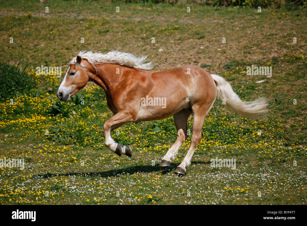 Haflingerpferd im galopp -Fotos und -Bildmaterial in hoher Auflösung – Alamy