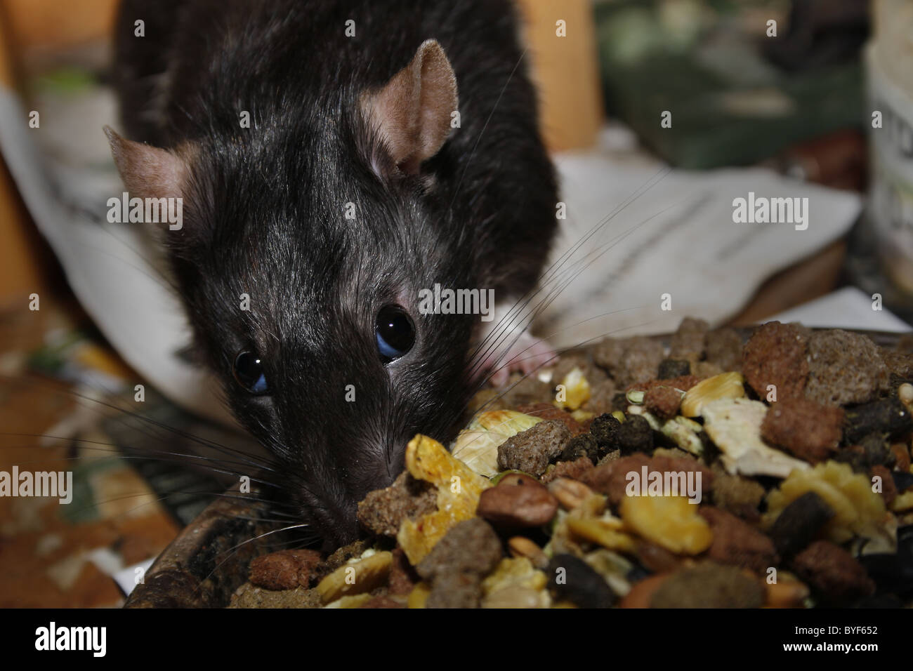 Ratten futter -Fotos und -Bildmaterial in hoher Auflösung – Alamy