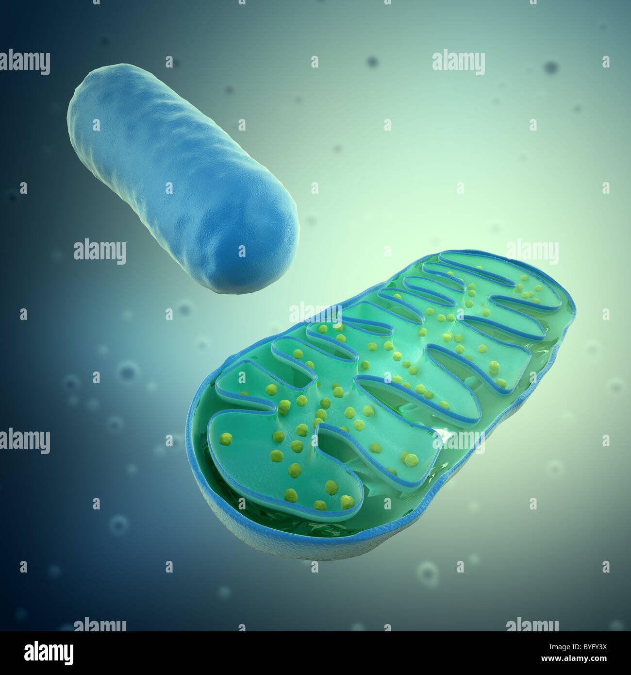 3D-Rendering ein Mitochondrium - Mikrobiologie-Abbildung ...