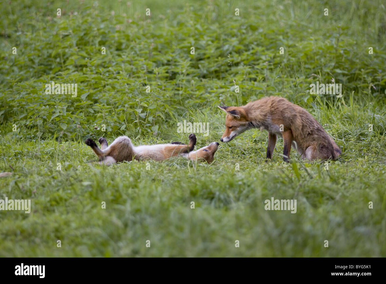 Fuchs paarung -Fotos und -Bildmaterial in hoher Auflösung – Alamy