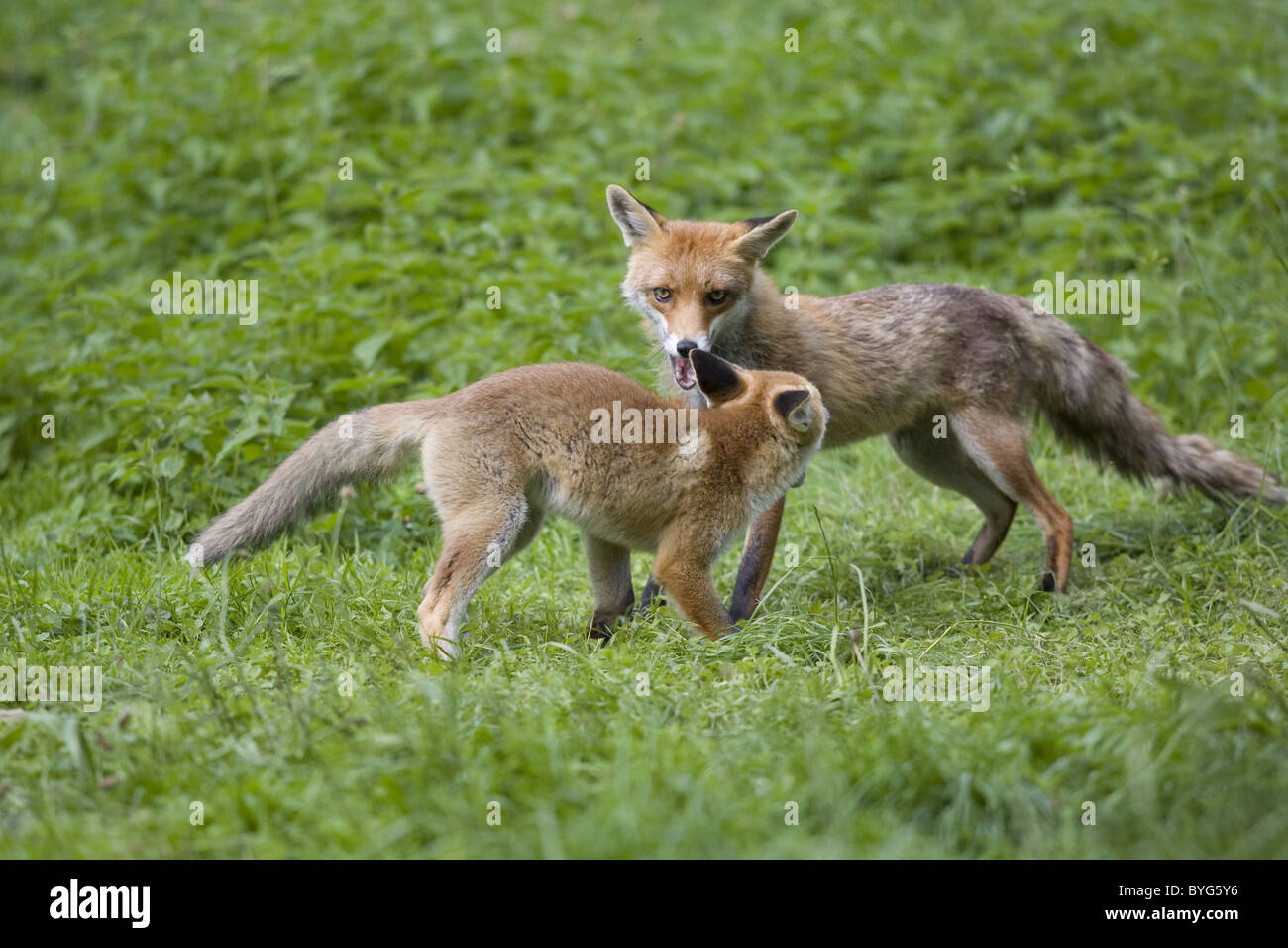 Fuchs paarung -Fotos und -Bildmaterial in hoher Auflösung – Alamy