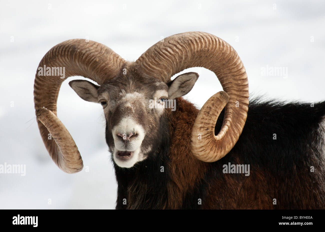 Mufflon europeo -Fotos und -Bildmaterial in hoher Auflösung – Alamy