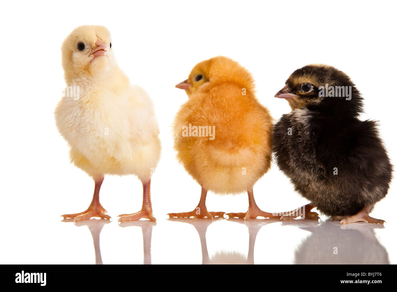 Huhn tier -Fotos und -Bildmaterial in hoher Auflösung – Alamy