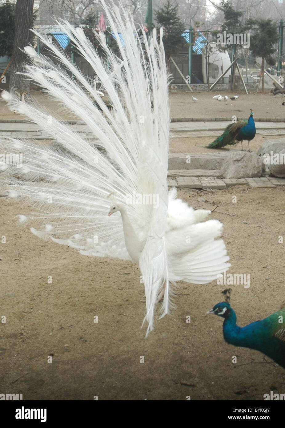 ALBINO-Vogel A weiße Pfau Rüschen, die seine Federn zu offenbaren seine ...