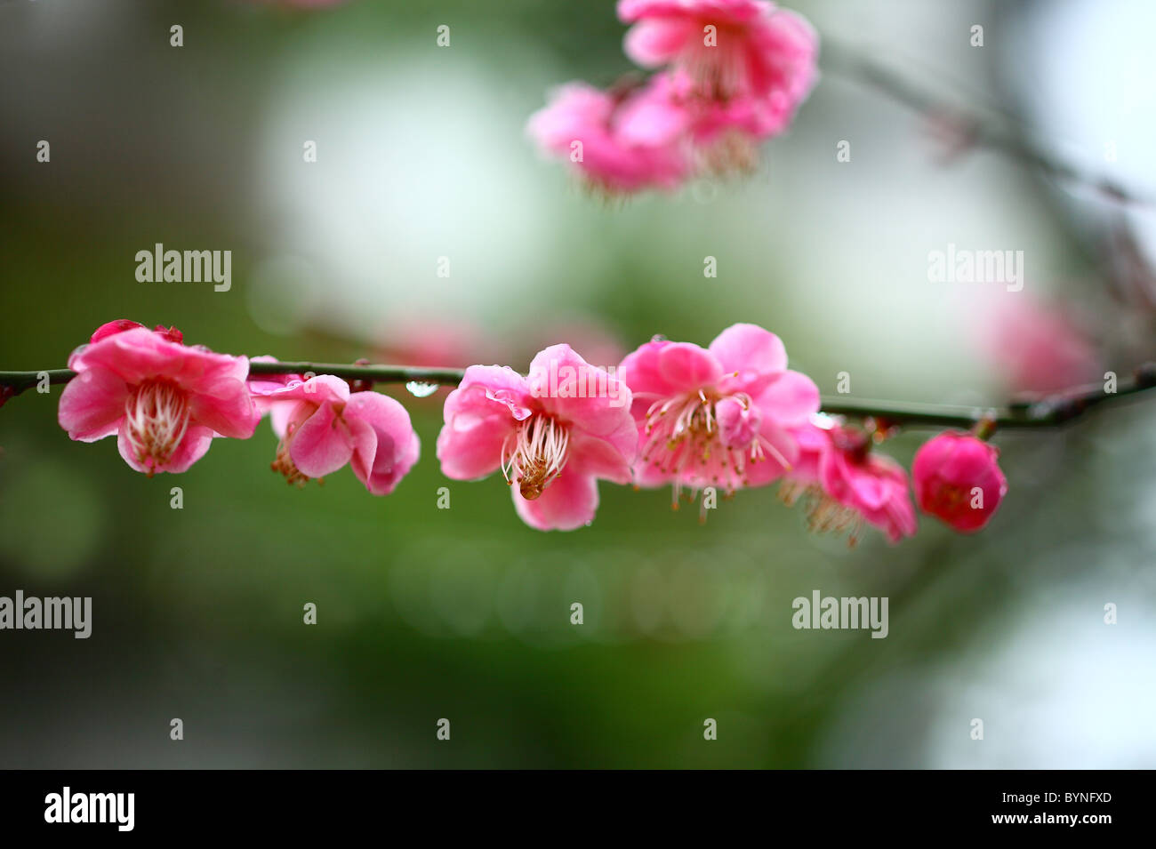 Baum Mit Roten Blumen Stockfotos und -bilder Kaufen - Alamy