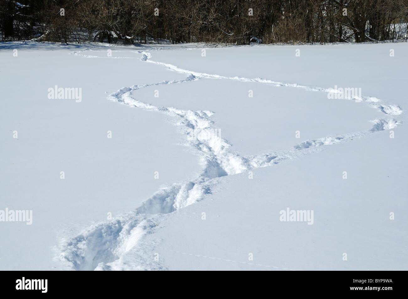 Frisches Reh Spuren im Tiefschnee die zeigen musste, dass das Tier ...