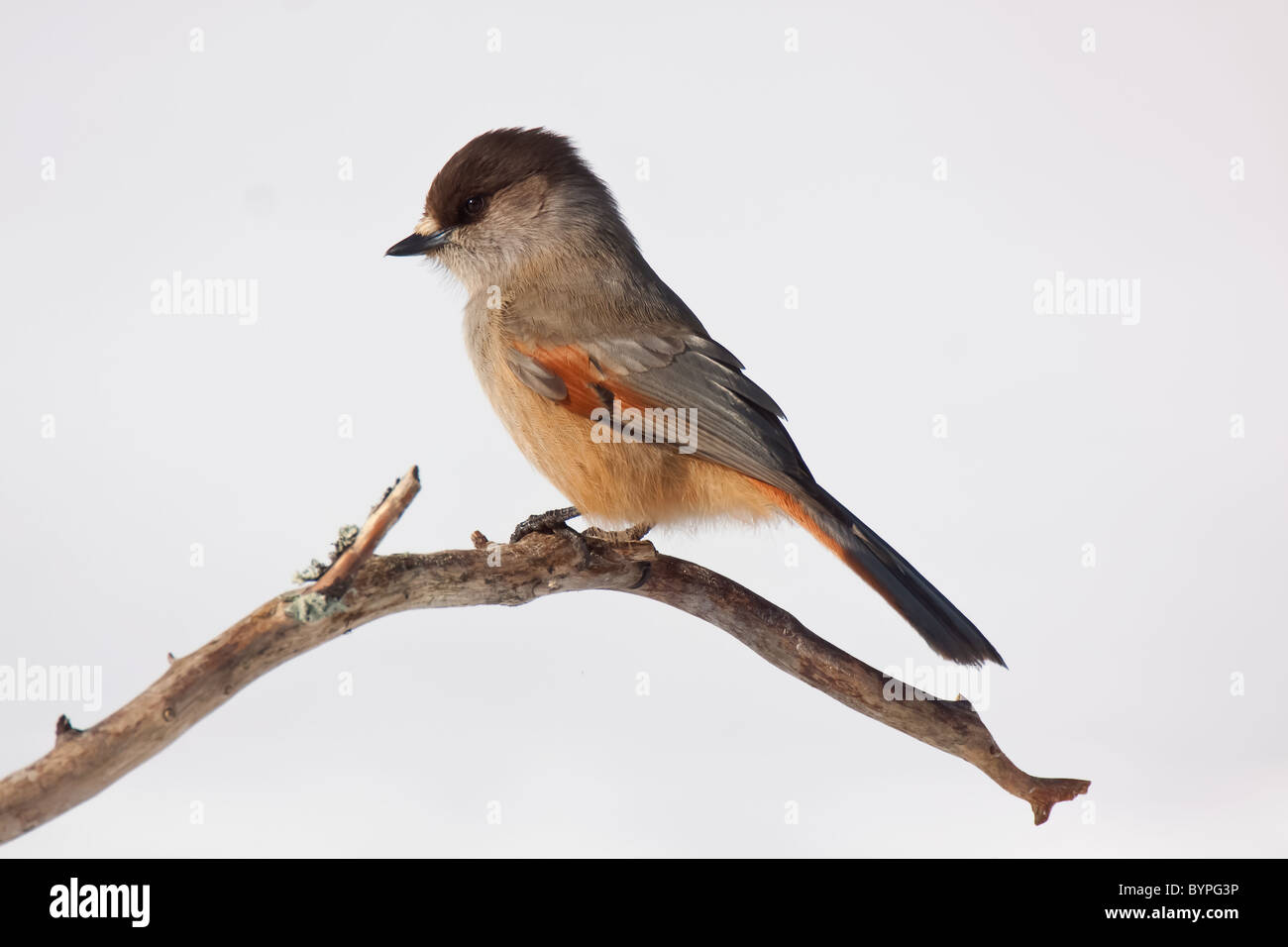 Unglückshäher [Perisoreus Infaustus] Unglückshäher Hamra Nationalpark ...