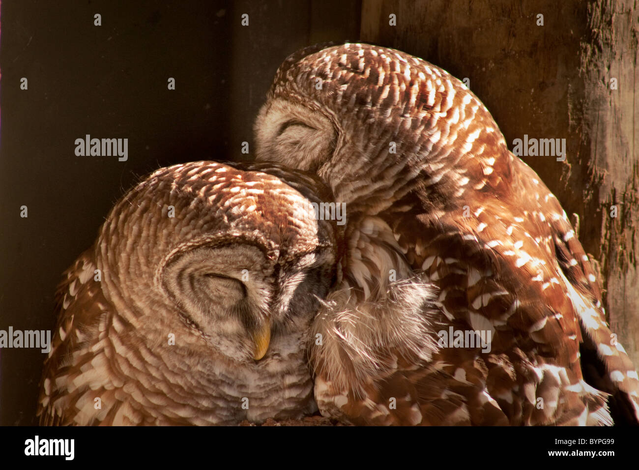 Verliebte eule -Fotos und -Bildmaterial in hoher Auflösung – Alamy
