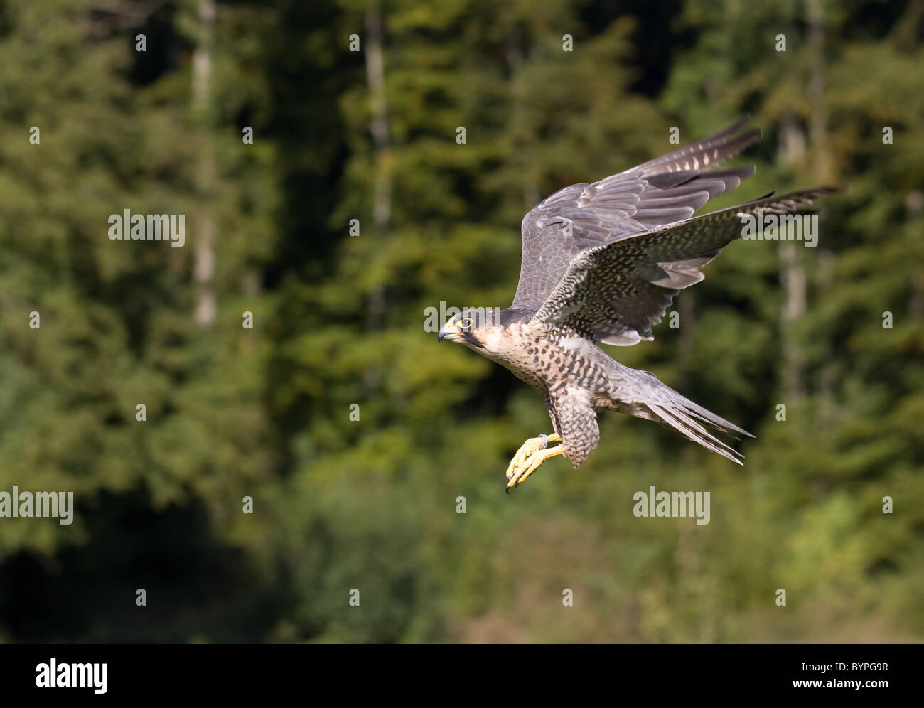 Falke Falken Stockfotos und -bilder Kaufen - Seite 3 - Alamy