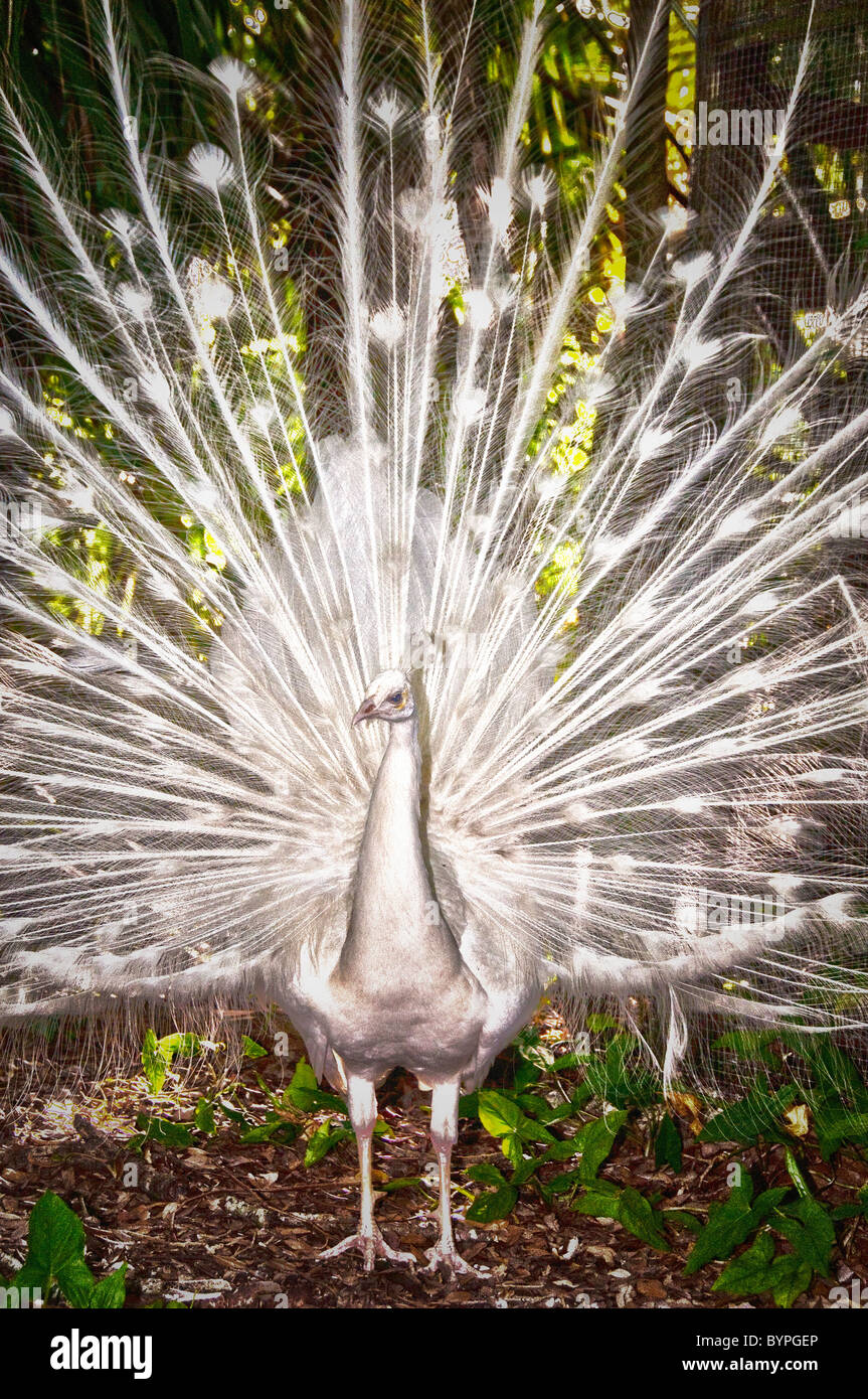 Pfau zeigt seine federn -Fotos und -Bildmaterial in hoher Auflösung – Alamy