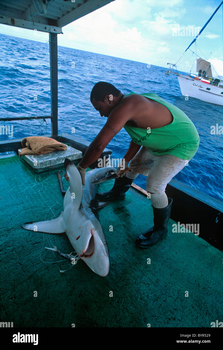 Kokos schneiden -Fotos und -Bildmaterial in hoher Auflösung – Alamy