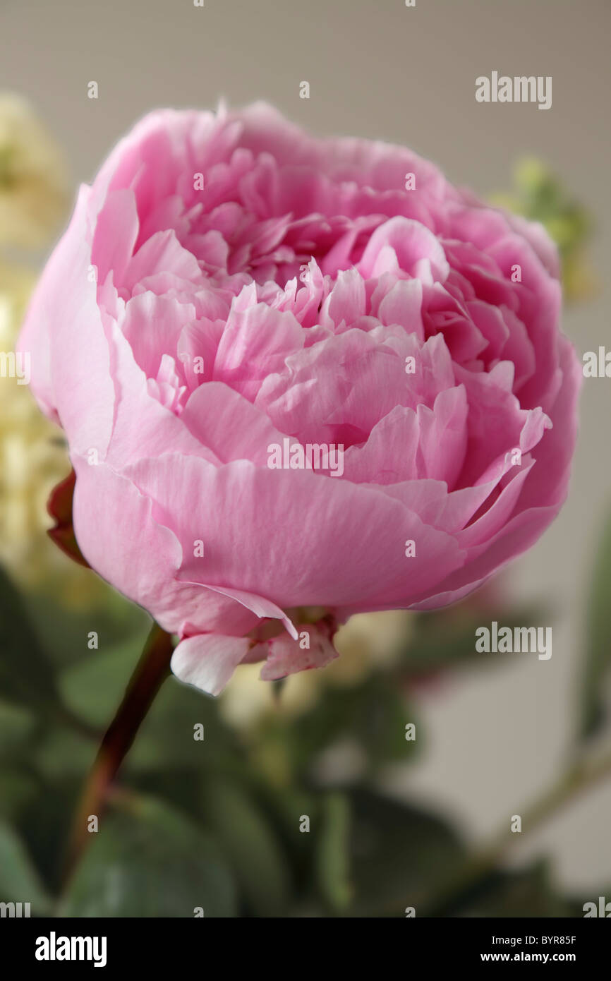 Paeonia pfingstrose doppelblume rosa -Fotos und -Bildmaterial in hoher ...