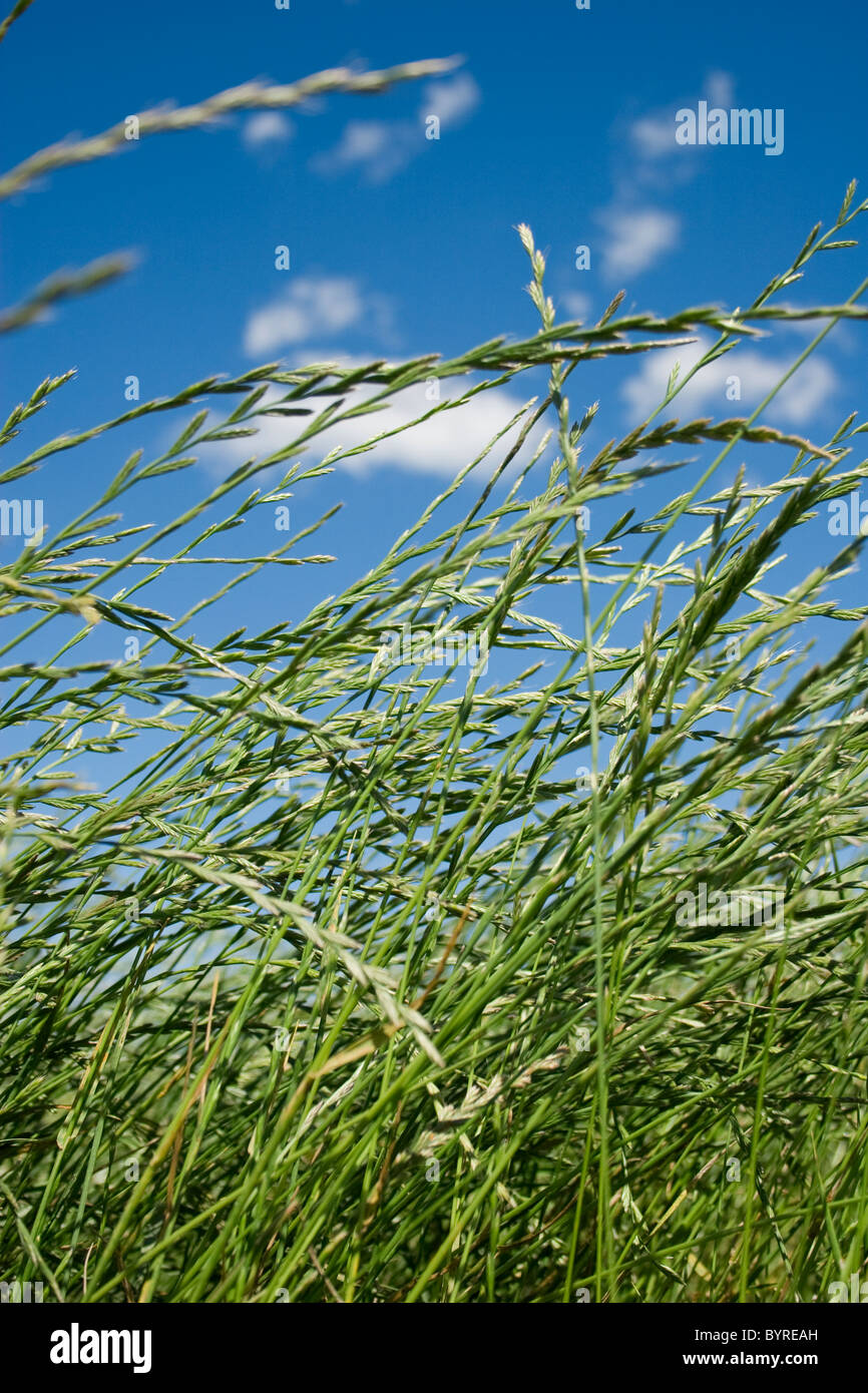 Italienisches Raygras (Lolium Multiflorum), aka. Jährliche Weidelgras ...