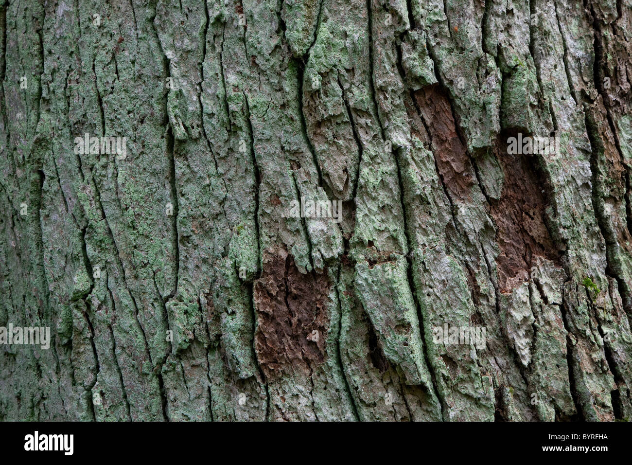 Eichen rinde -Fotos und -Bildmaterial in hoher Auflösung – Alamy