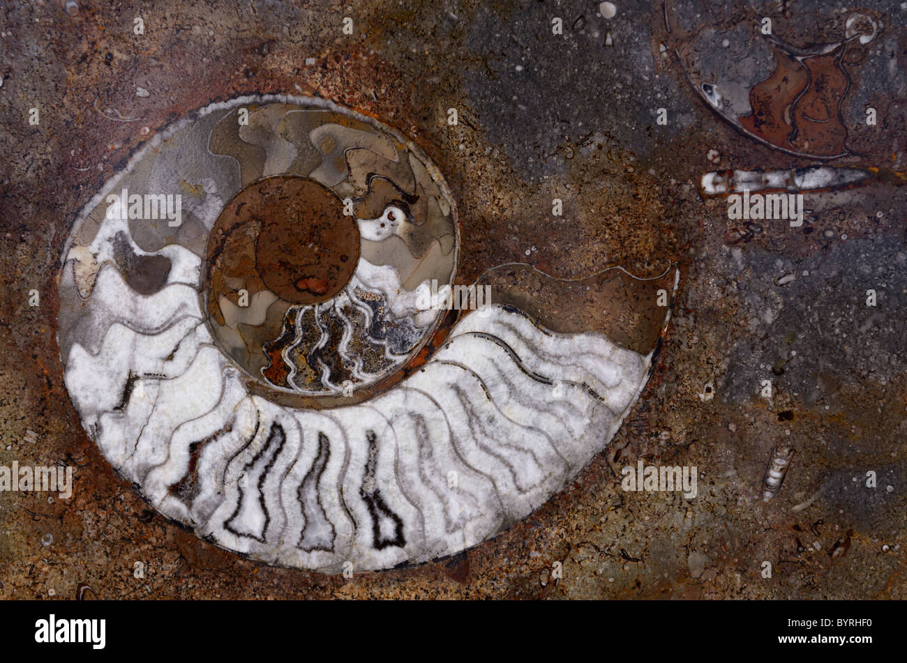 Poliert Rock von bunten Fossilien der Ammoniter Spirale Muscheln aus ...