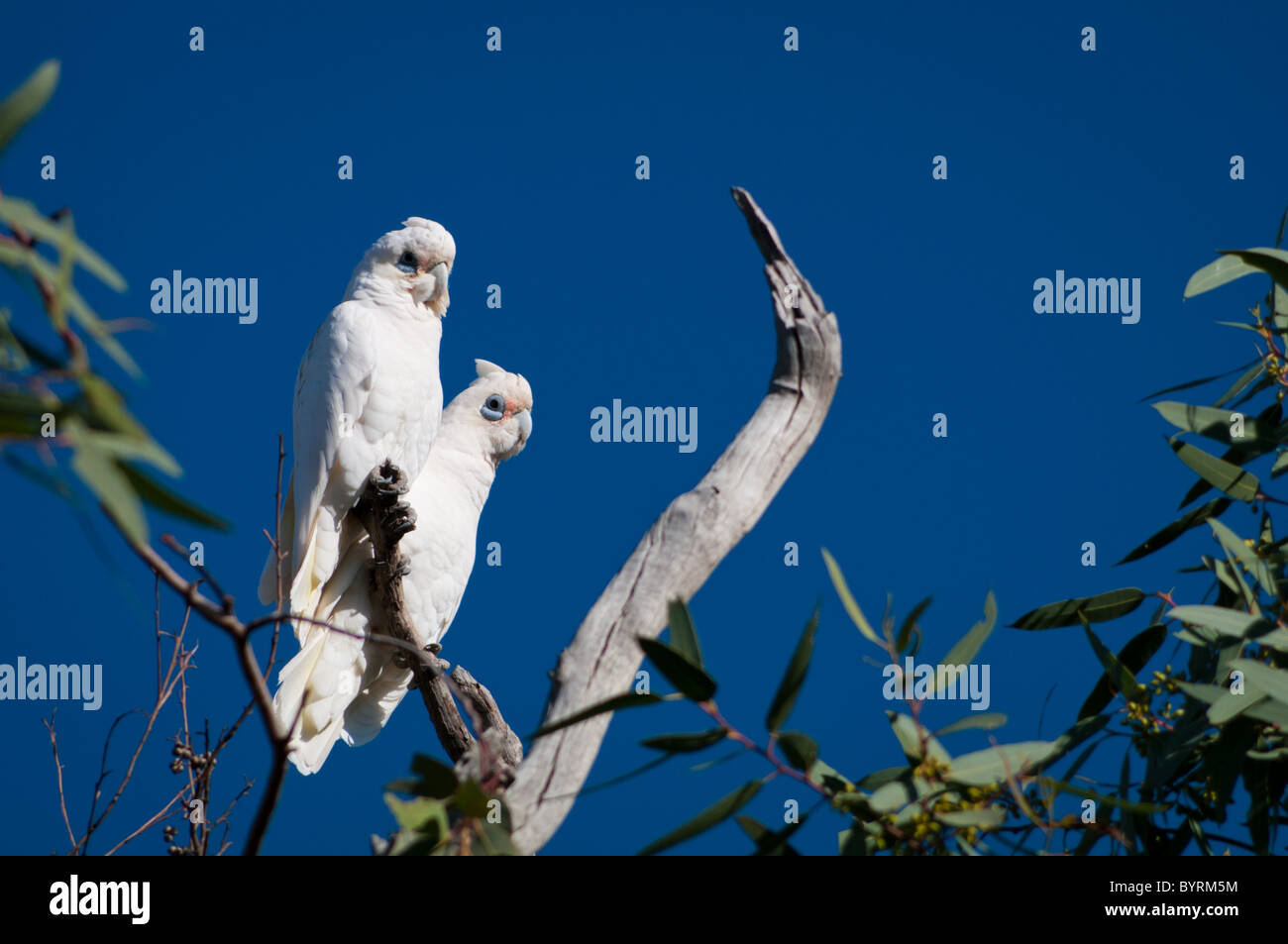 Papagei corella -Fotos und -Bildmaterial in hoher Auflösung - Seite 2 ...