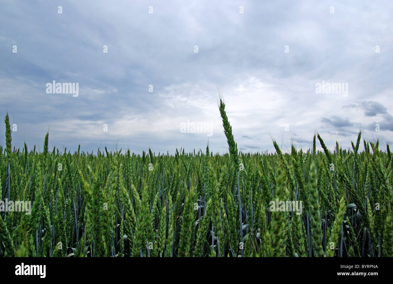 Weizen und regen -Fotos und -Bildmaterial in hoher Auflösung – Alamy
