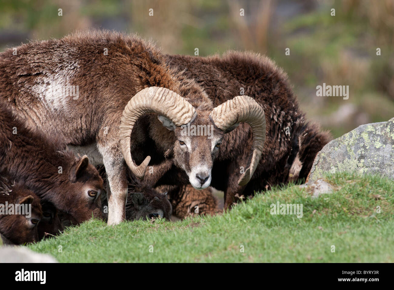 Zypern mufflon -Fotos und -Bildmaterial in hoher Auflösung – Alamy