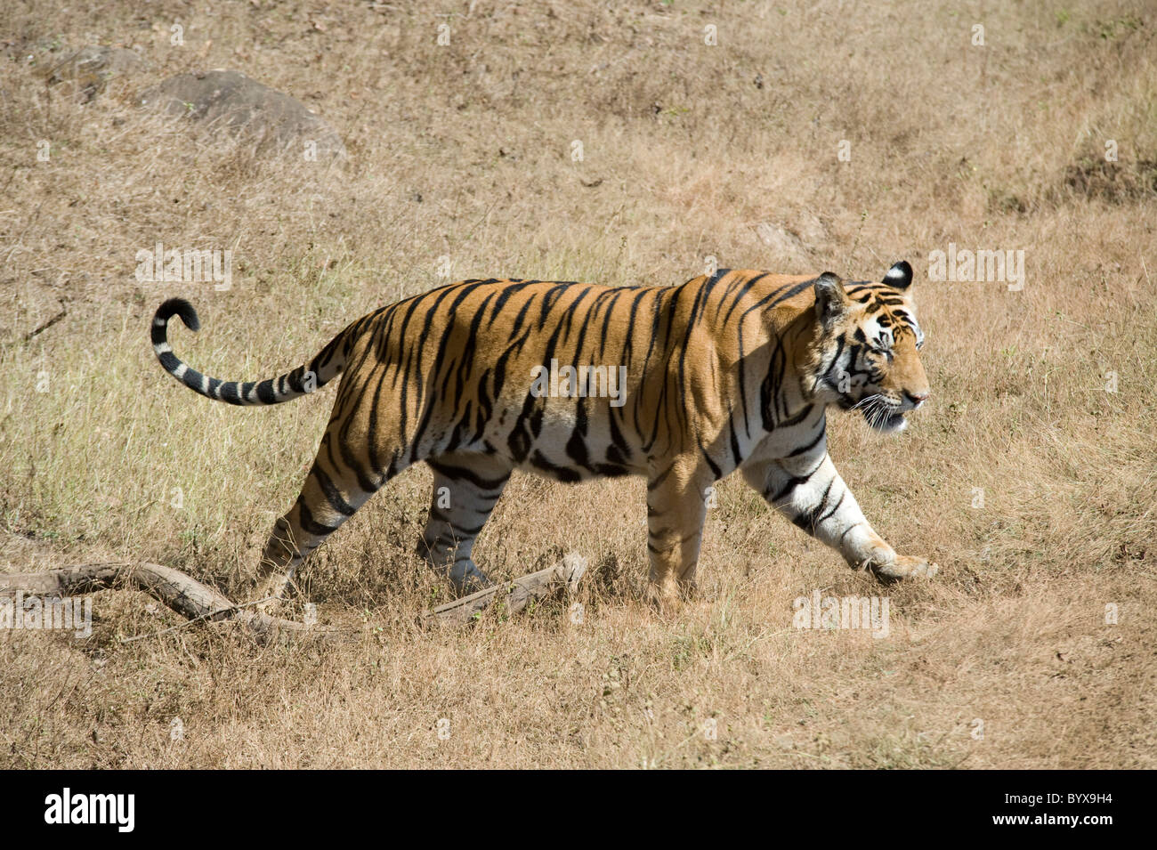 Bengal tiger india -Fotos und -Bildmaterial in hoher Auflösung – Alamy
