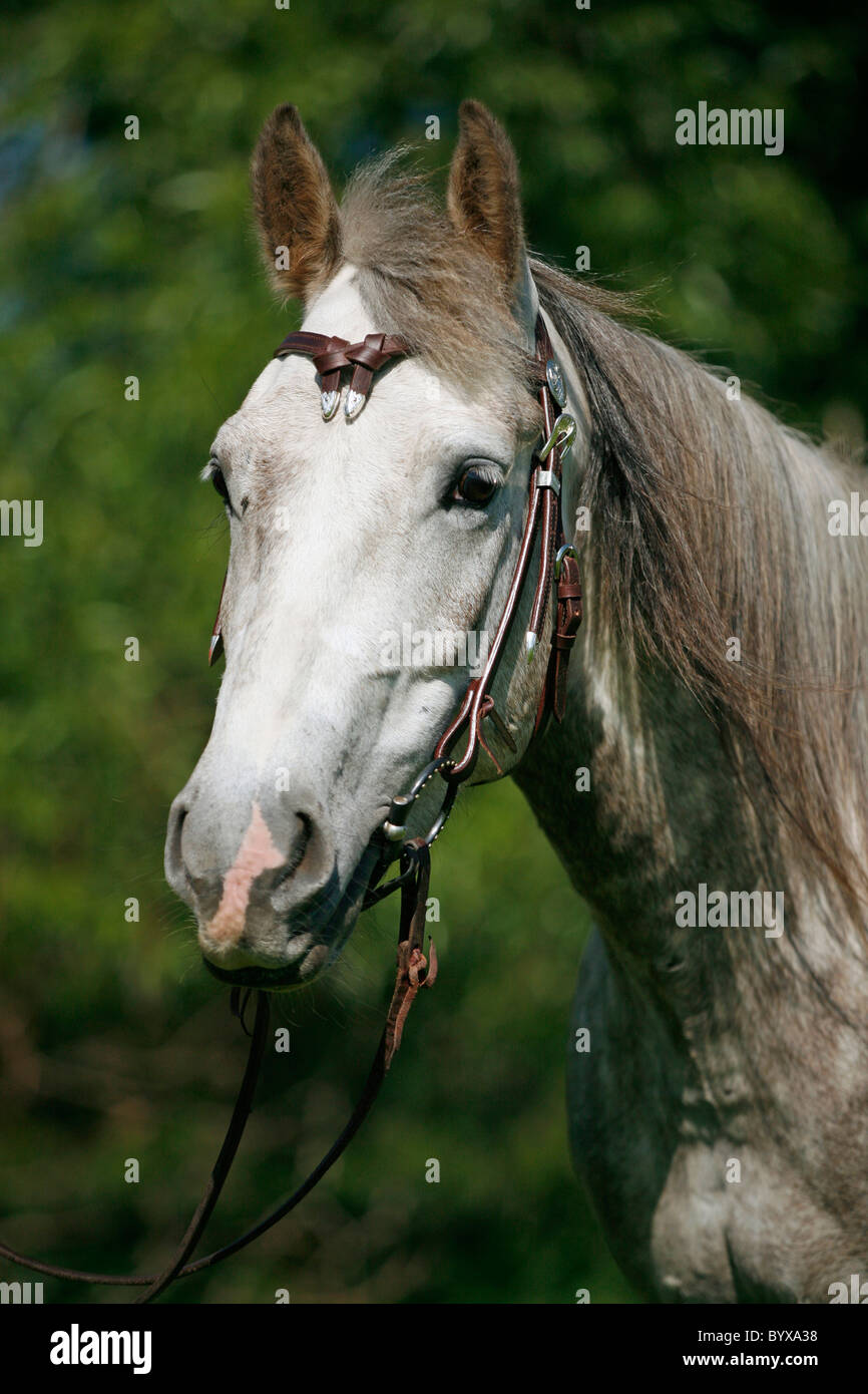 Schimmel-Portrait / weißes Pferd Stockfotografie - Alamy