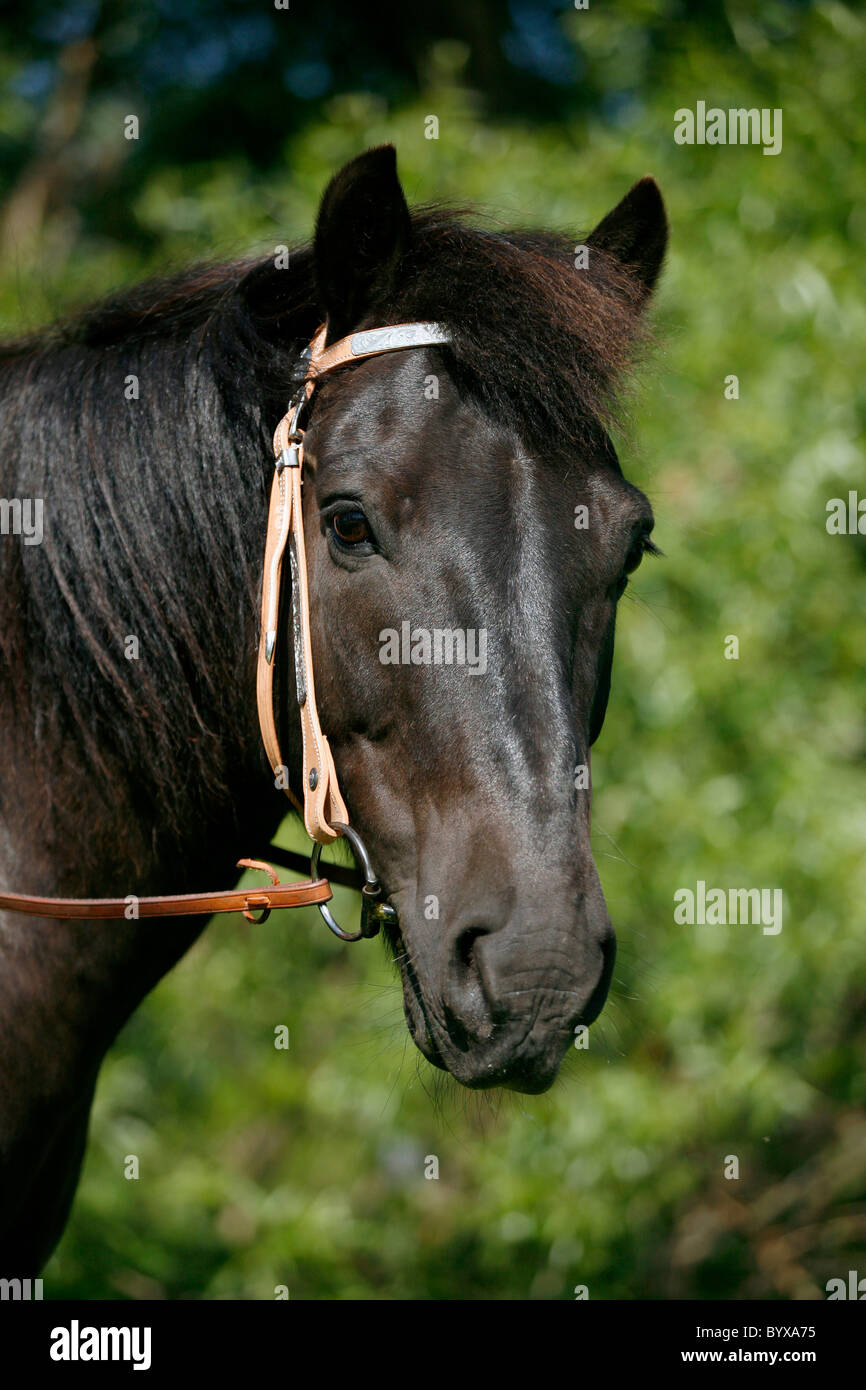 Rappe schwarzes pferd -Fotos und -Bildmaterial in hoher Auflösung – Alamy