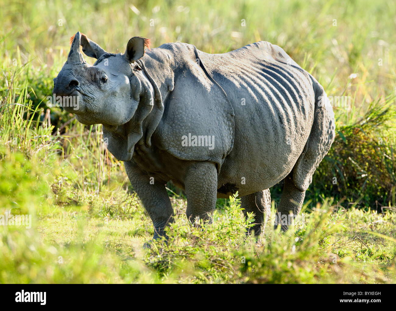 Indisches nashorn nashorn unicornis -Fotos und -Bildmaterial in hoher ...