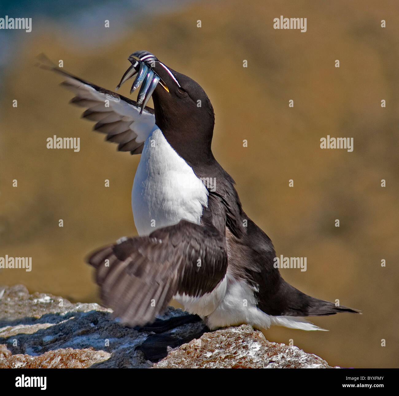 Tordalk Alca Torda Lundy Insel Bristol Channel UK Stockfotografie - Alamy