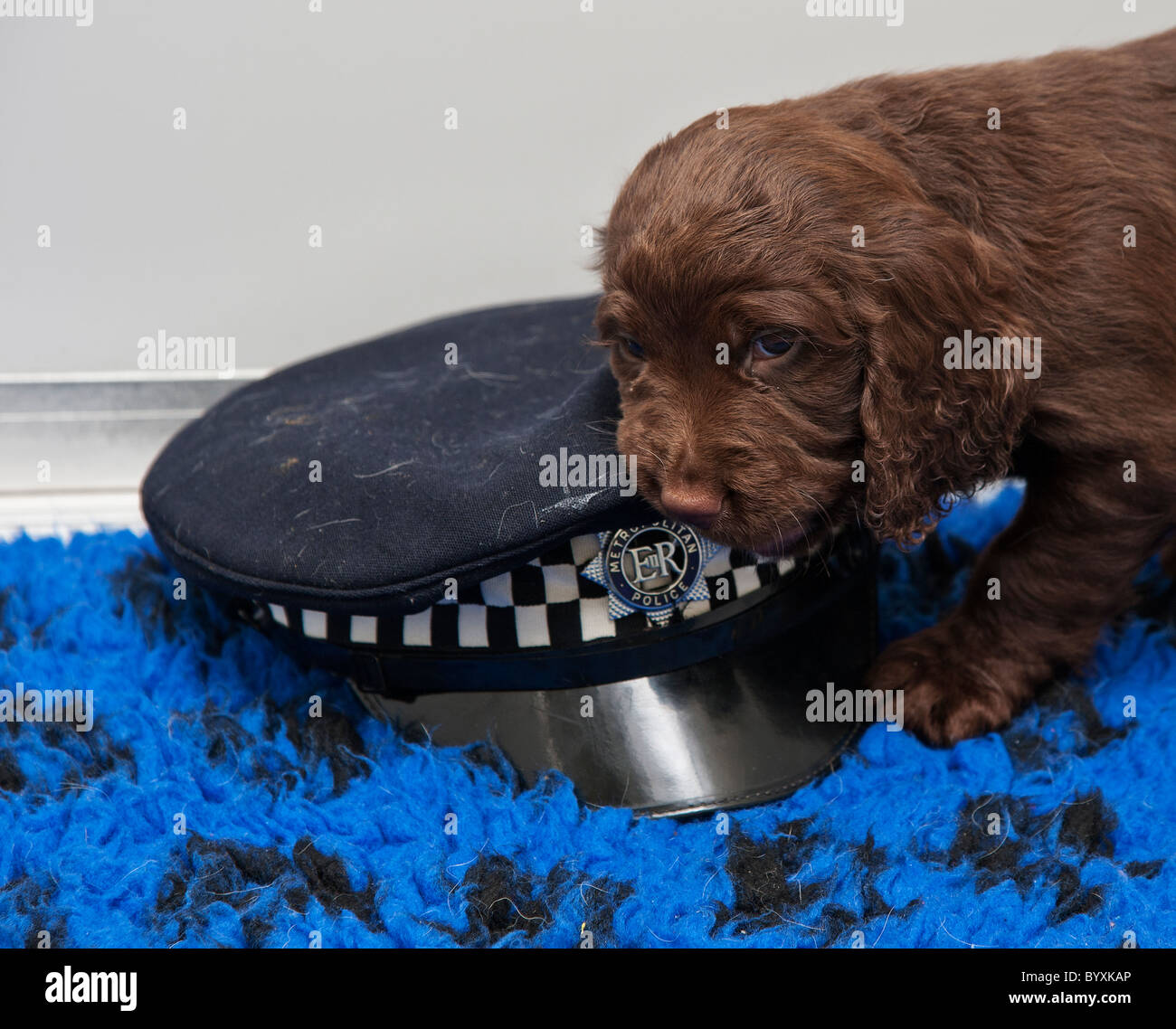 Metropolitan police dog training establishment -Fotos und -Bildmaterial ...