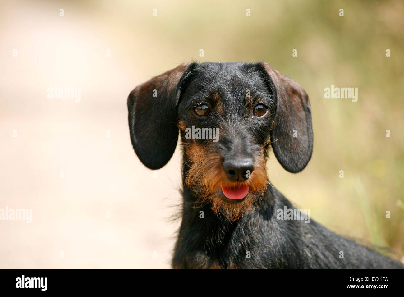 Rauhaar dackel -Fotos und -Bildmaterial in hoher Auflösung – Alamy