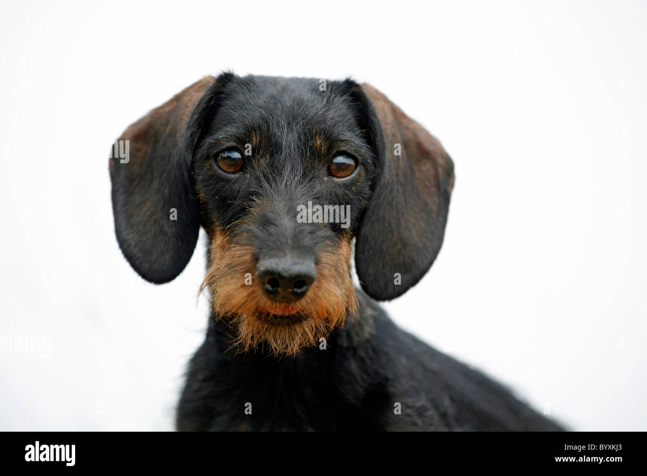 Dackel-Portrait / Portrait Dackel Stockfotografie - Alamy