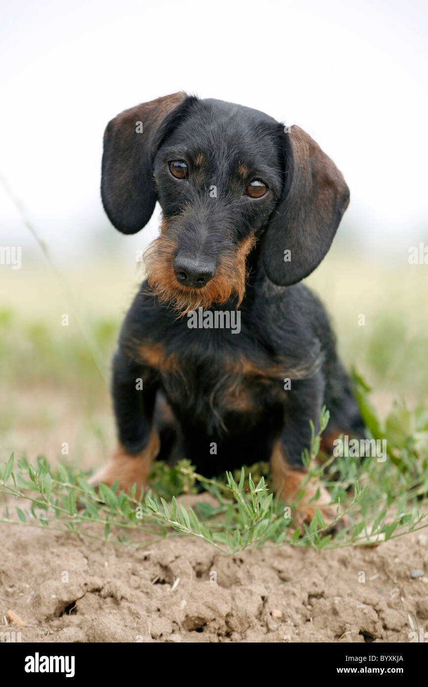 Dackel sitzend -Fotos und -Bildmaterial in hoher Auflösung – Alamy