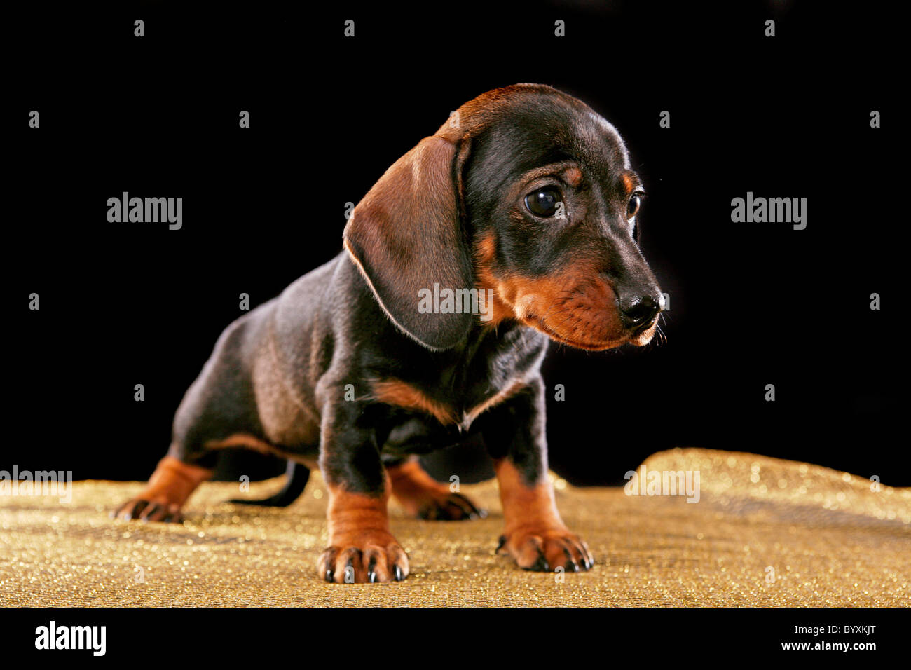 Dackel welpen teckel puppies -Fotos und -Bildmaterial in hoher ...