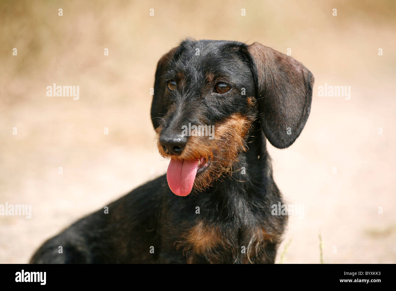 Dackel-Portrait / Portrait Dackel Stockfotografie - Alamy