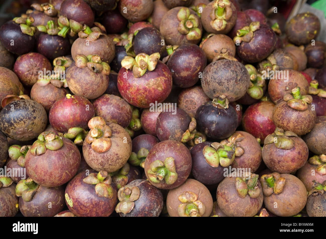 Purple mangosteen tree -Fotos und -Bildmaterial in hoher Auflösung – Alamy