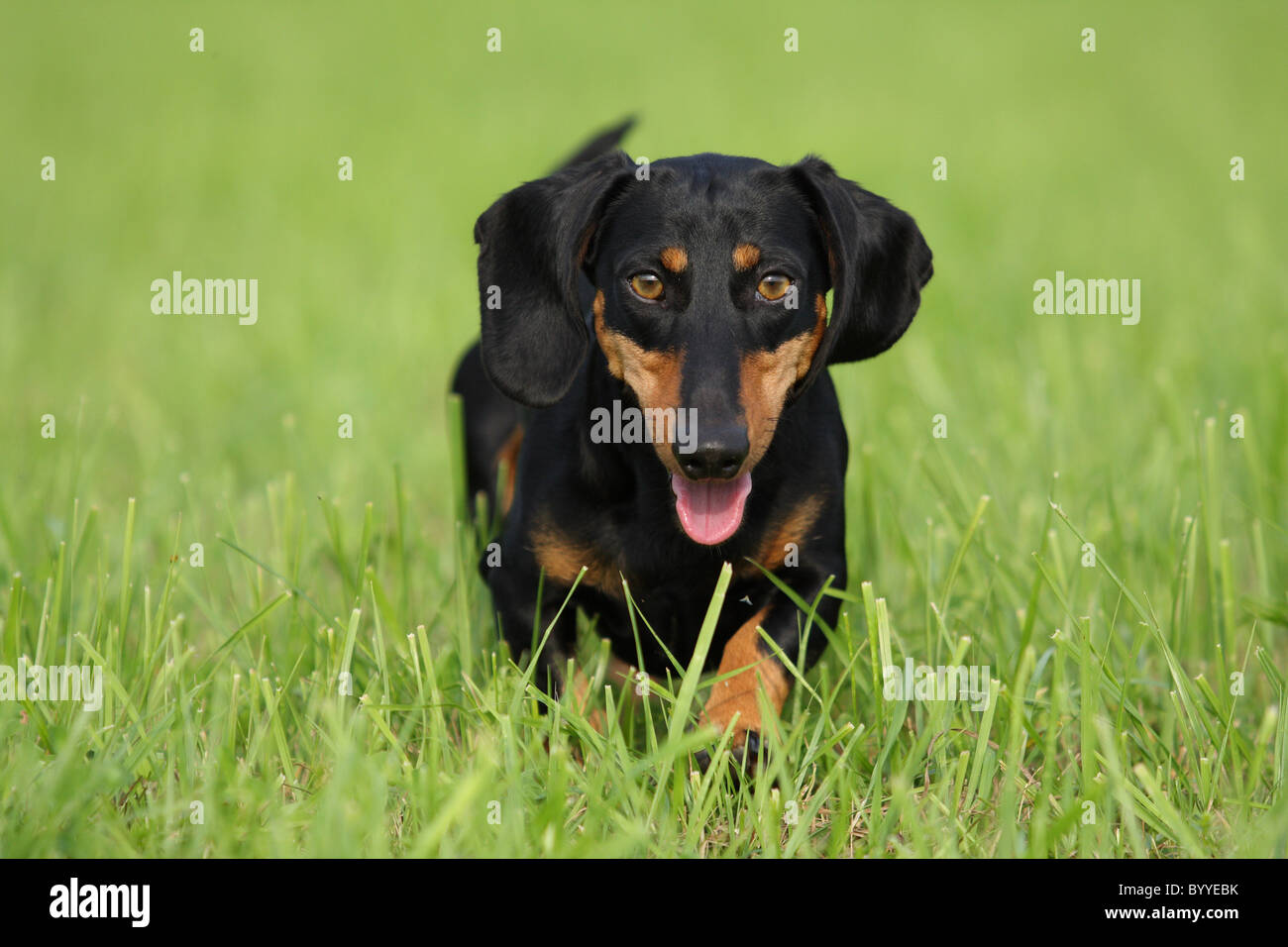 Running teckel -Fotos und -Bildmaterial in hoher Auflösung – Alamy