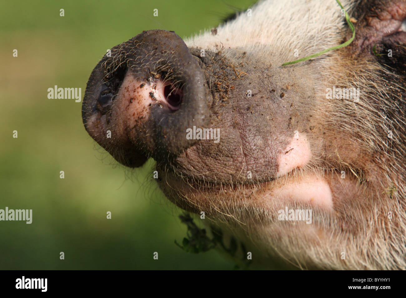 Nahaufnahme einer schwein nase -Fotos und -Bildmaterial in hoher ...