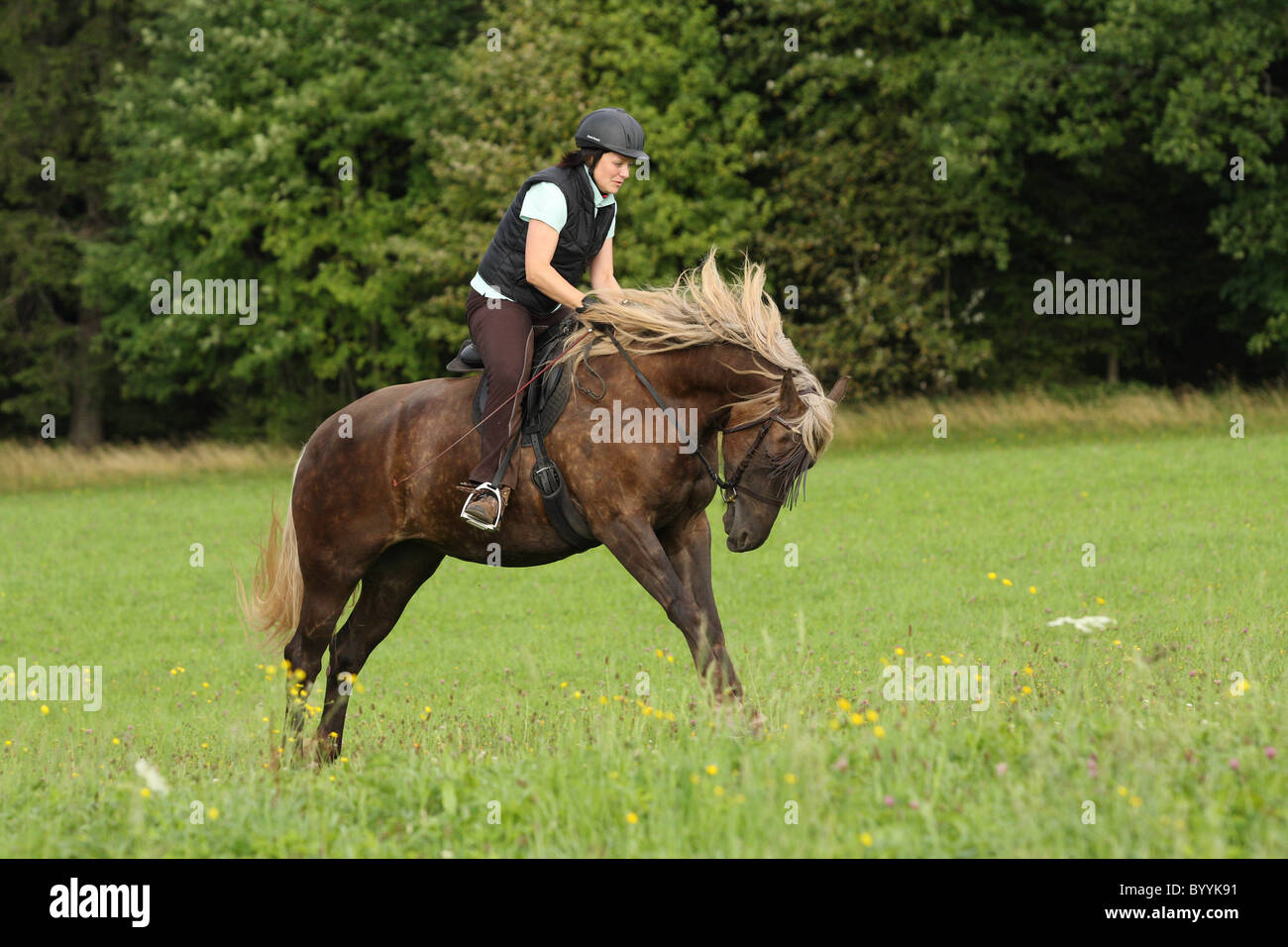Reiter pferd bockt -Fotos und -Bildmaterial in hoher Auflösung – Alamy