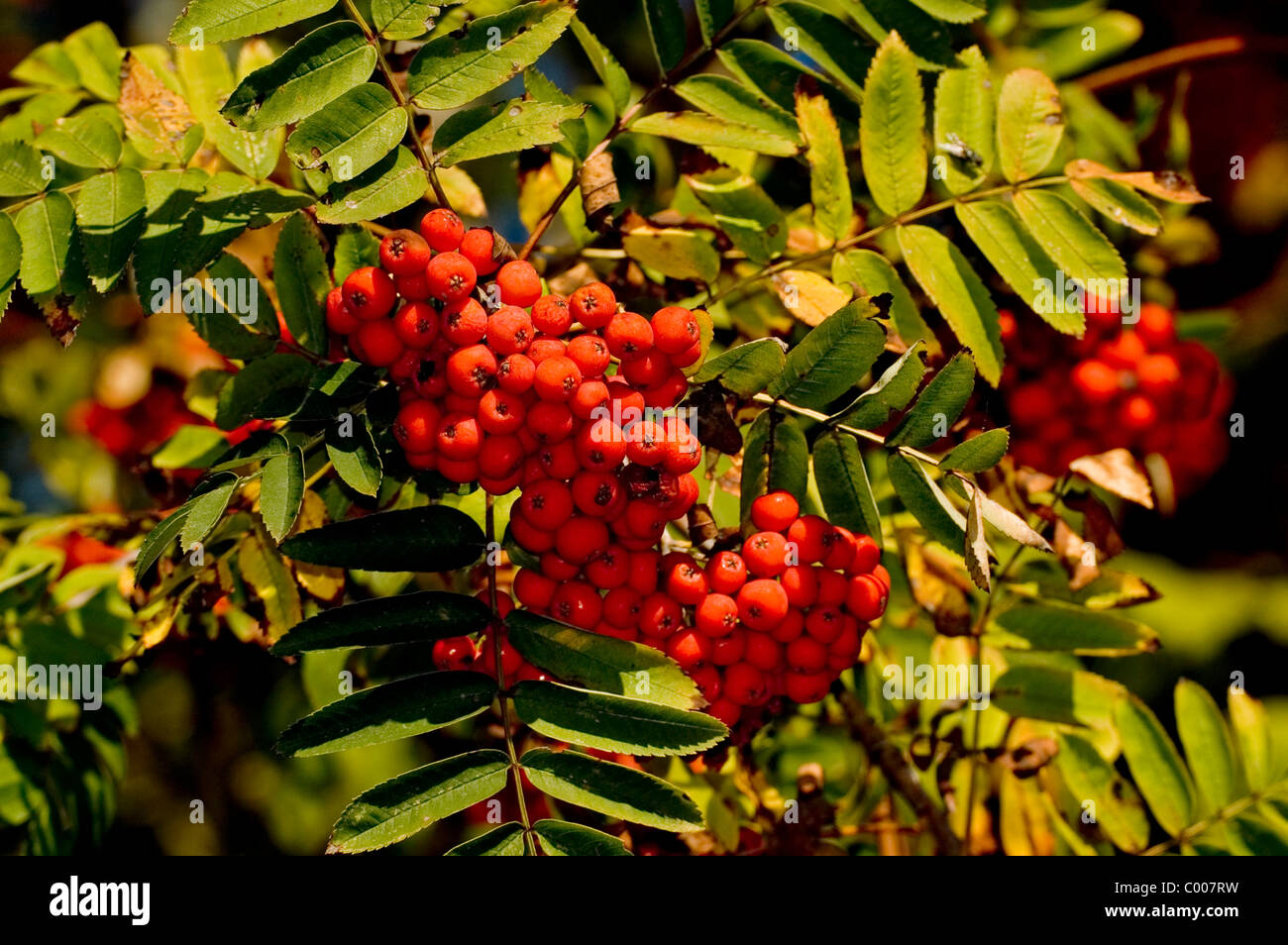Eberesche sorbus aucuparia rosaceae -Fotos und -Bildmaterial in hoher ...