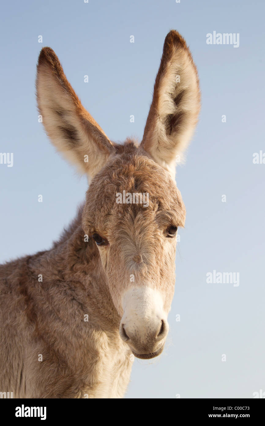 Junger Esel Stockfotos und -bilder Kaufen - Alamy