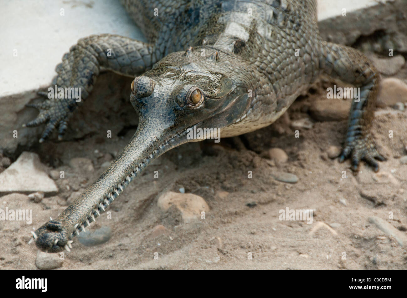 Gangesgavial (Gavialis Gangeticus) Krokodil im Chitwan Nationalpark ...