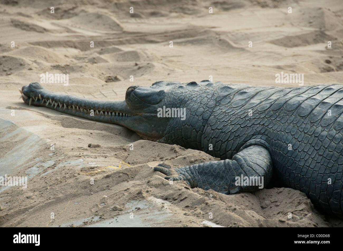 Gavialis Gangeticus Stockfotos und -bilder Kaufen - Alamy