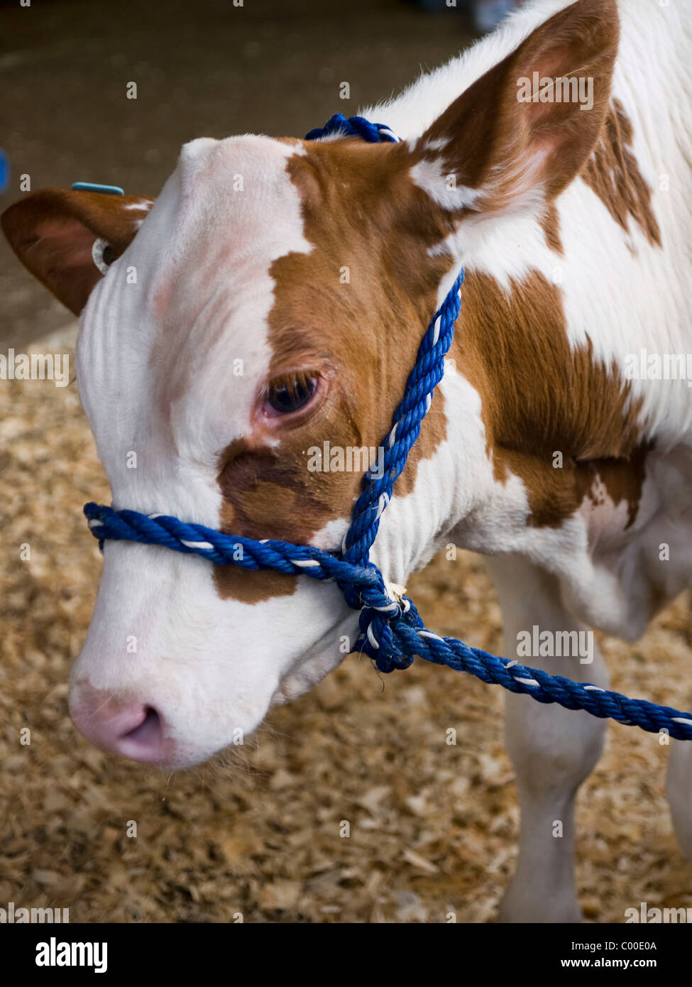 Braunes halfter -Fotos und -Bildmaterial in hoher Auflösung – Alamy