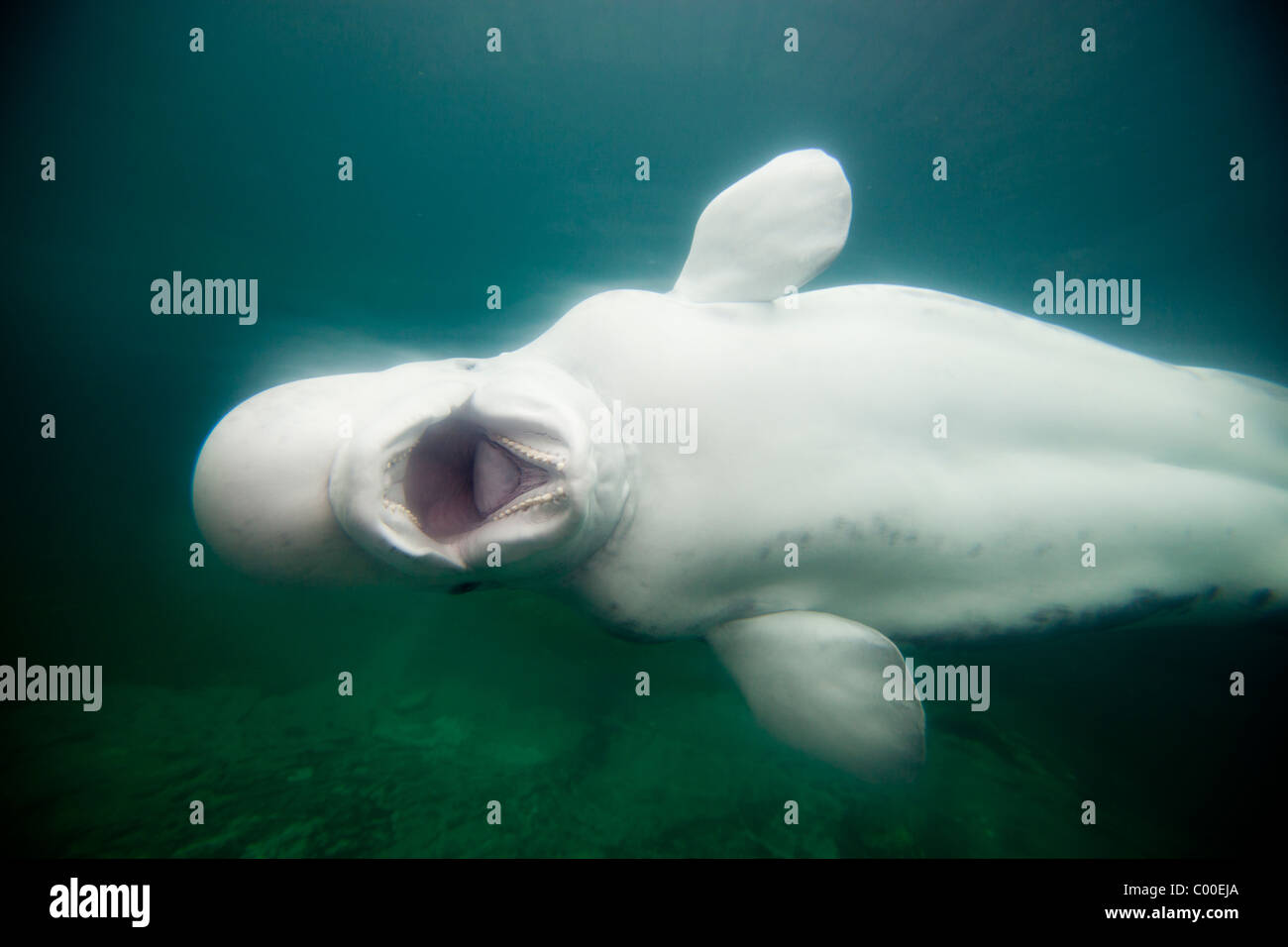 Beluga Aquarium Stockfotos und -bilder Kaufen - Alamy