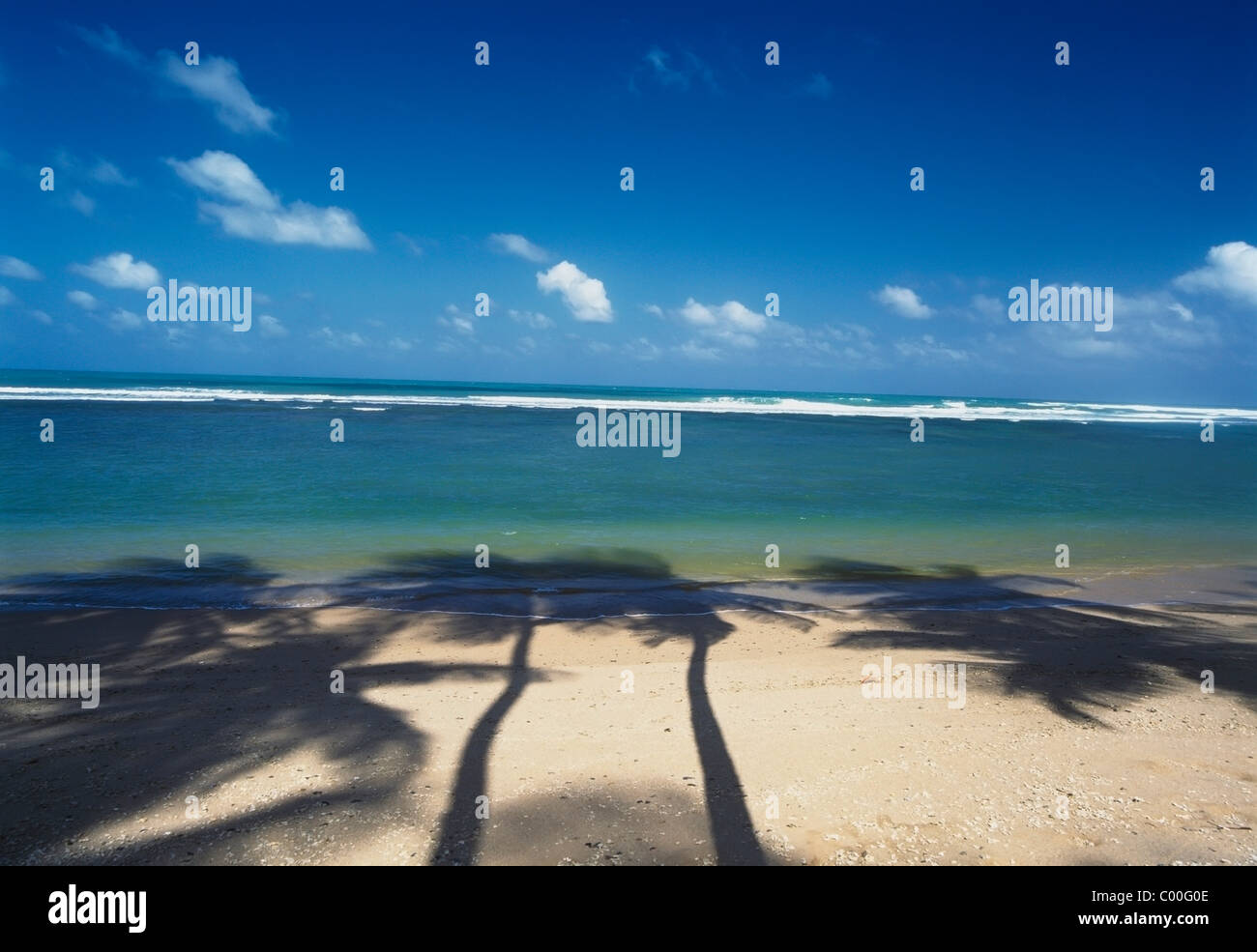 Palmen und surfen -Fotos und -Bildmaterial in hoher Auflösung – Alamy