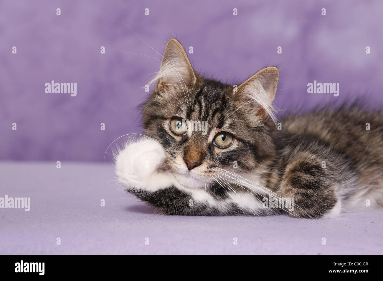 Lila katze -Fotos und -Bildmaterial in hoher Auflösung – Alamy