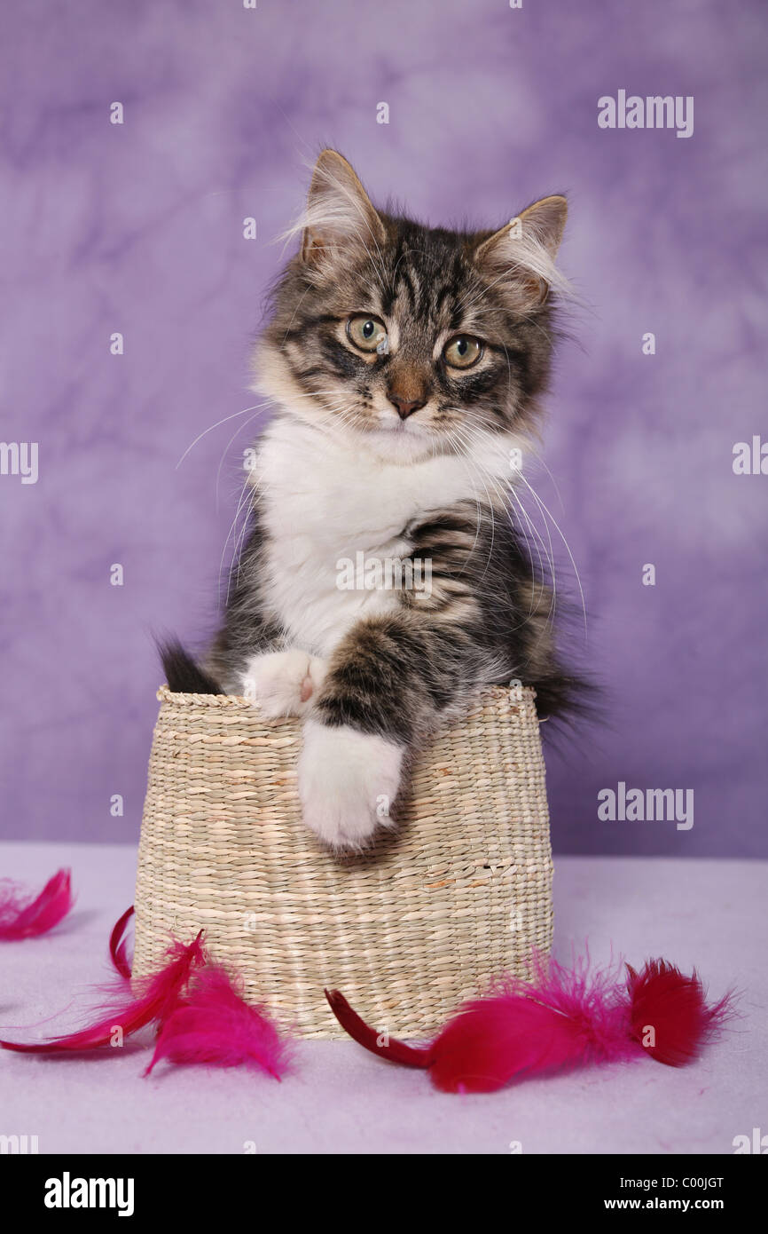 Lila katze -Fotos und -Bildmaterial in hoher Auflösung – Alamy