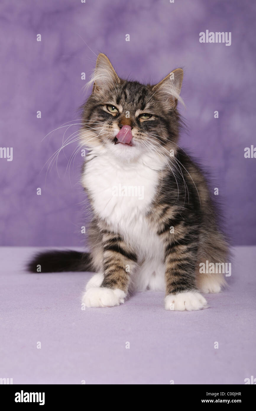 Lila katze -Fotos und -Bildmaterial in hoher Auflösung – Alamy