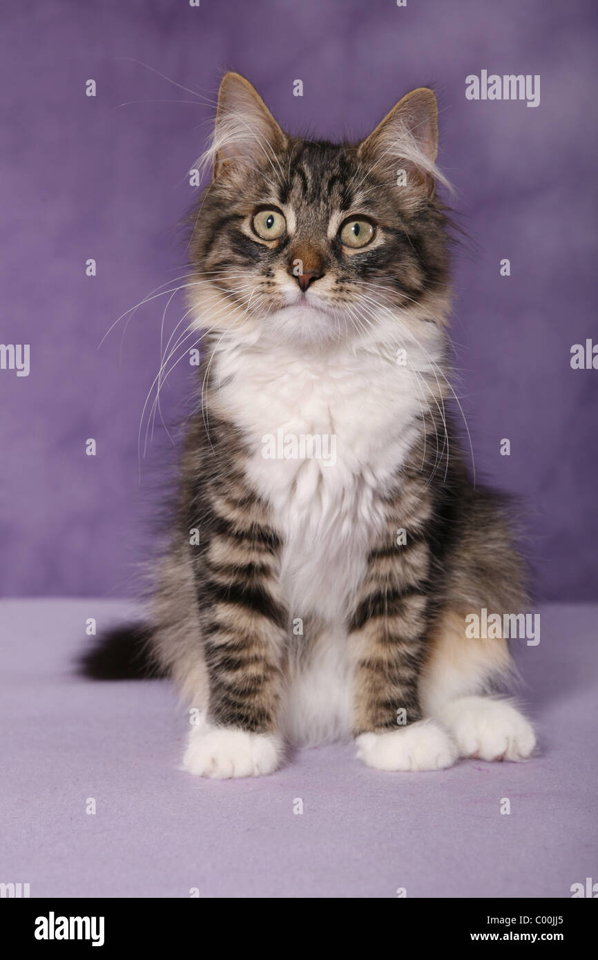 Lila katze -Fotos und -Bildmaterial in hoher Auflösung – Alamy